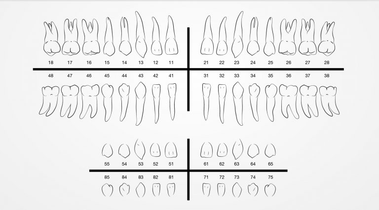 Dientes: ¿cuántos tenemos y por qué se numeran? - Clinica dental Bayona